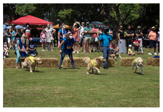 SA Guide Dogs Association announces its annual Family Fun Day | African ...