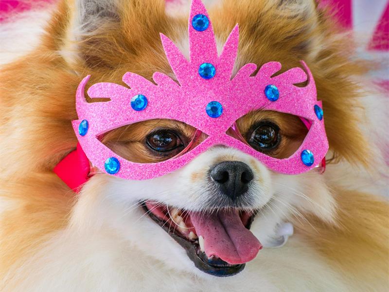 Community invited to support fundraising Family Fun Doggy event at ...