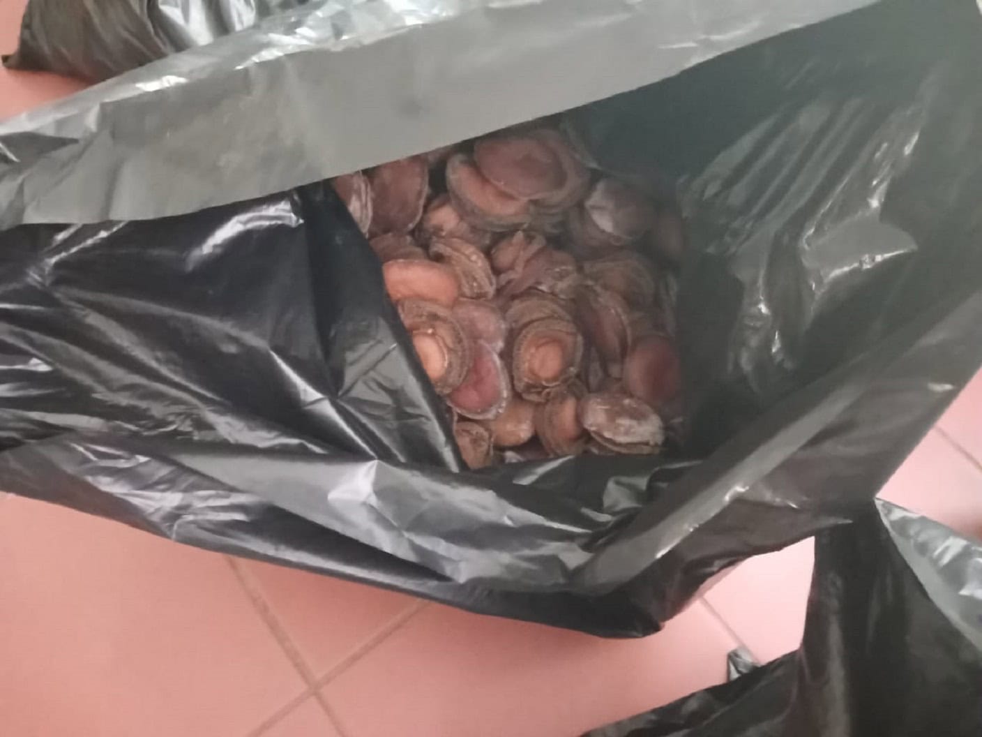 Two arrested at illegal abalone drying facility in Edenvale ...