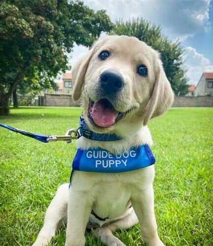 Raise a hero: SA Guide-Dogs needs puppy volunteers | Bedfordview ...