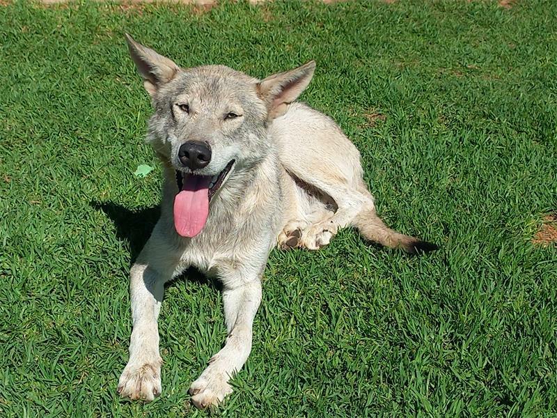 UPDATE: Exotic pet consultants to take wolf back | Benoni City Times