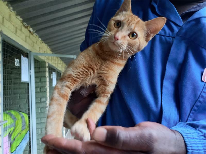 Give love to a pet by adopting at Benoni SPCA | Benoni City Times