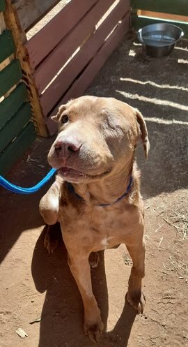 FOLLOW-UP: Veterinary care over for dog fighting pup | Benoni City Times