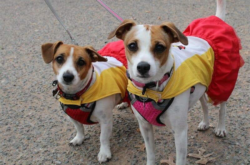 Mark your diaries for TAG’s Spayathon | Benoni City Times