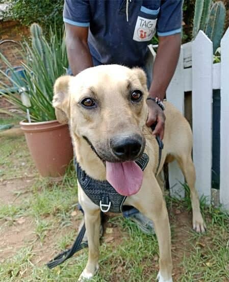 News from the TAG kennels | Benoni City Times