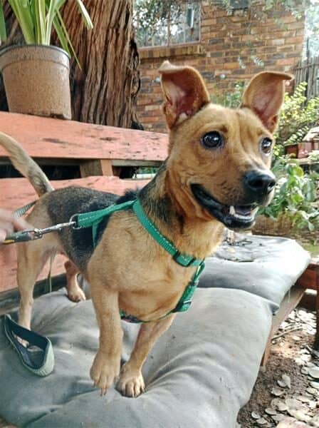 News from the TAG kennels | Benoni City Times