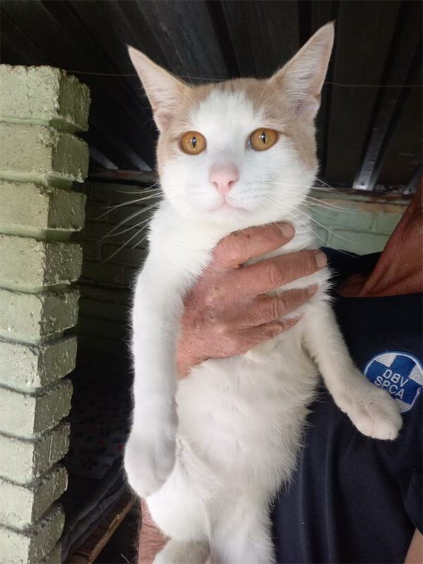 Adopt a furry pet at the Benoni SPCA | Benoni City Times
