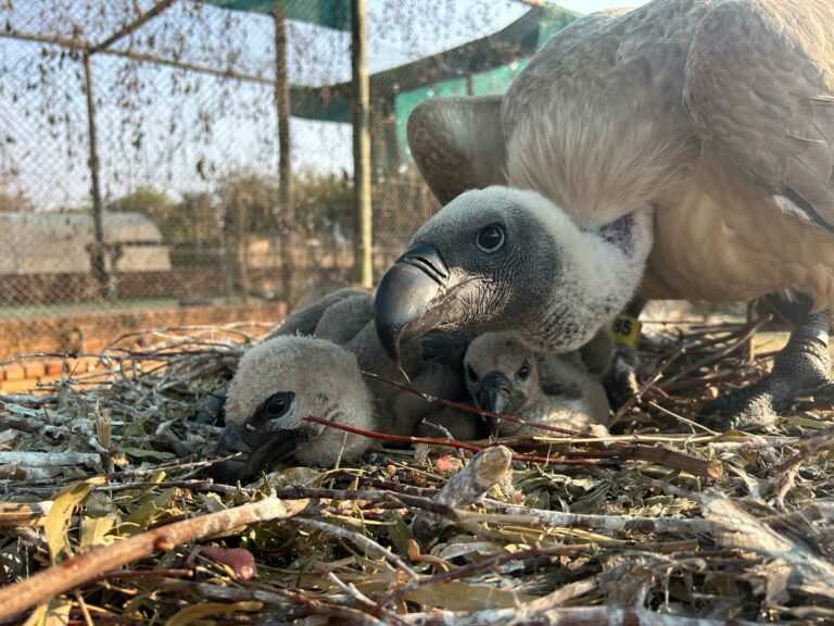 North West baby vulture peddled on Facebook rescued - LNN - Boksburg ...