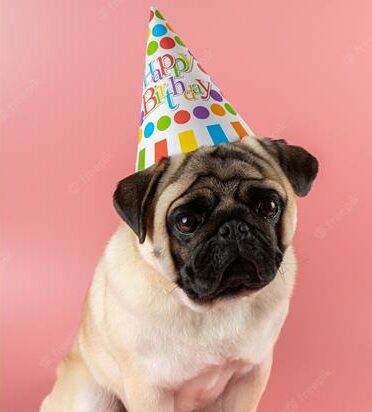 Pug Rescue founder celebrates 70th birthday | Boksburg Advertiser