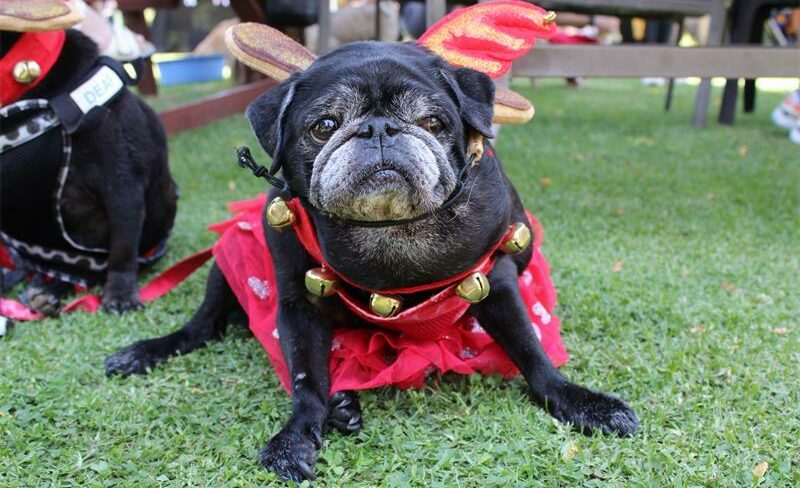 Give a pug some love this Feb-paw-ry | Boksburg Advertiser