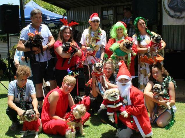 Pug Rescue kicks off a ‘yappy’ festive season | Boksburg Advertiser