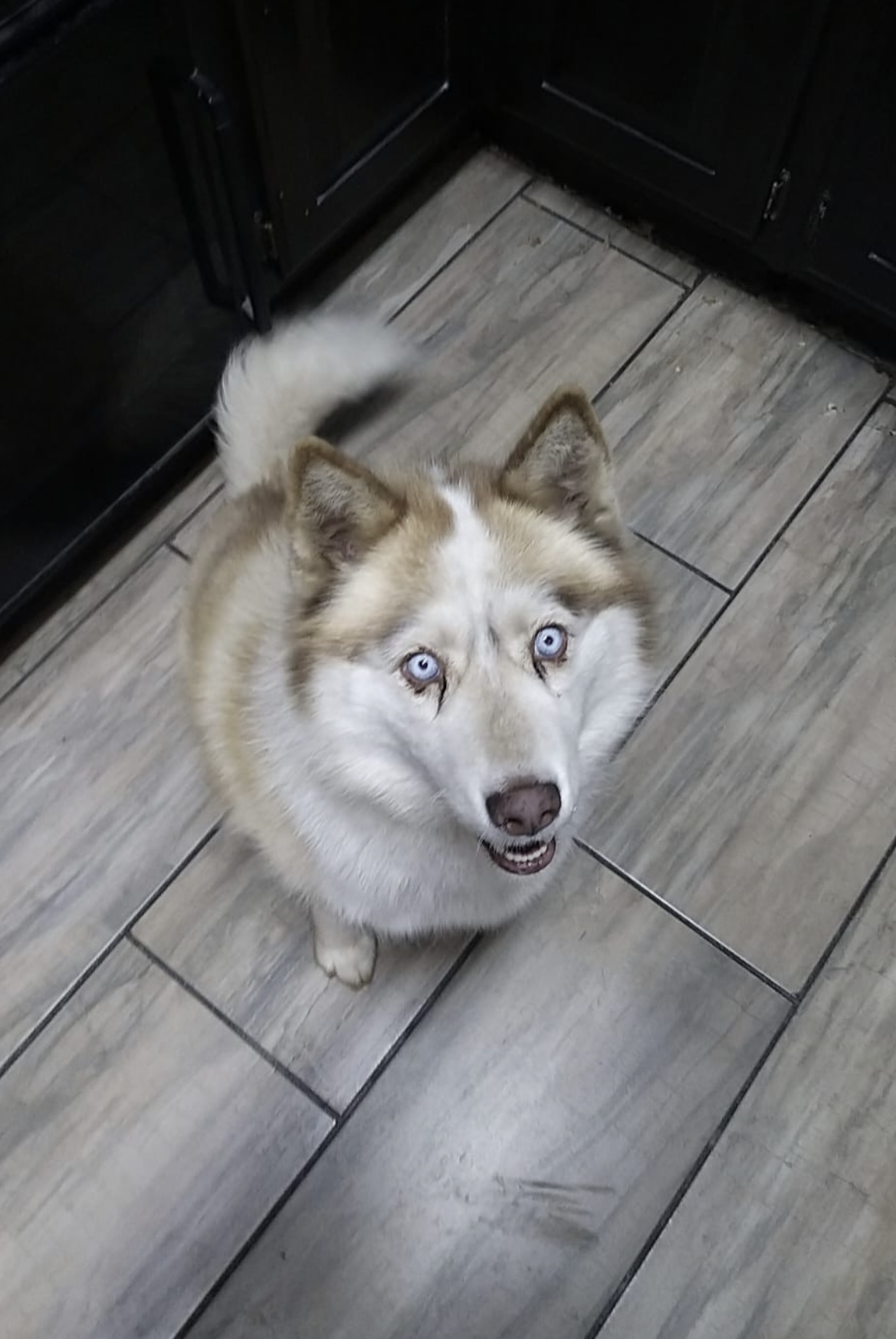 R4 000 reward for missing Beyers Park husky remains unclaimed ...