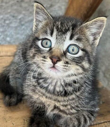 Adopt a pet at Boksburg SPCA | Boksburg Advertiser