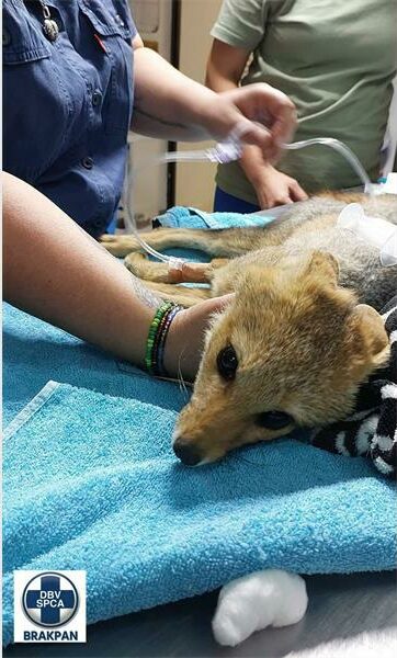 SPCA to use fox’s death to create awareness | Brakpan Herald