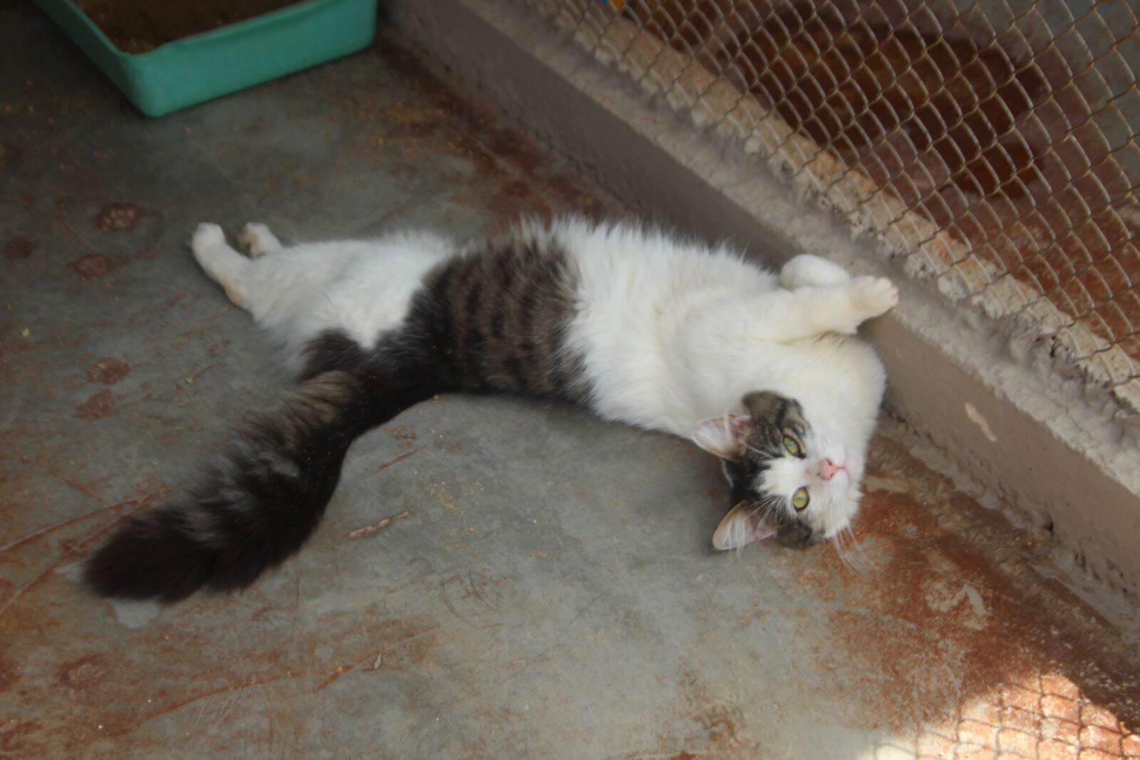 Fewer pets scared by fireworks | Carletonville Herald