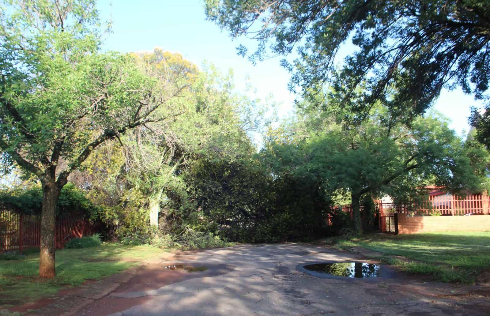 Watch out for tree after last night's storm in Carletonville ...