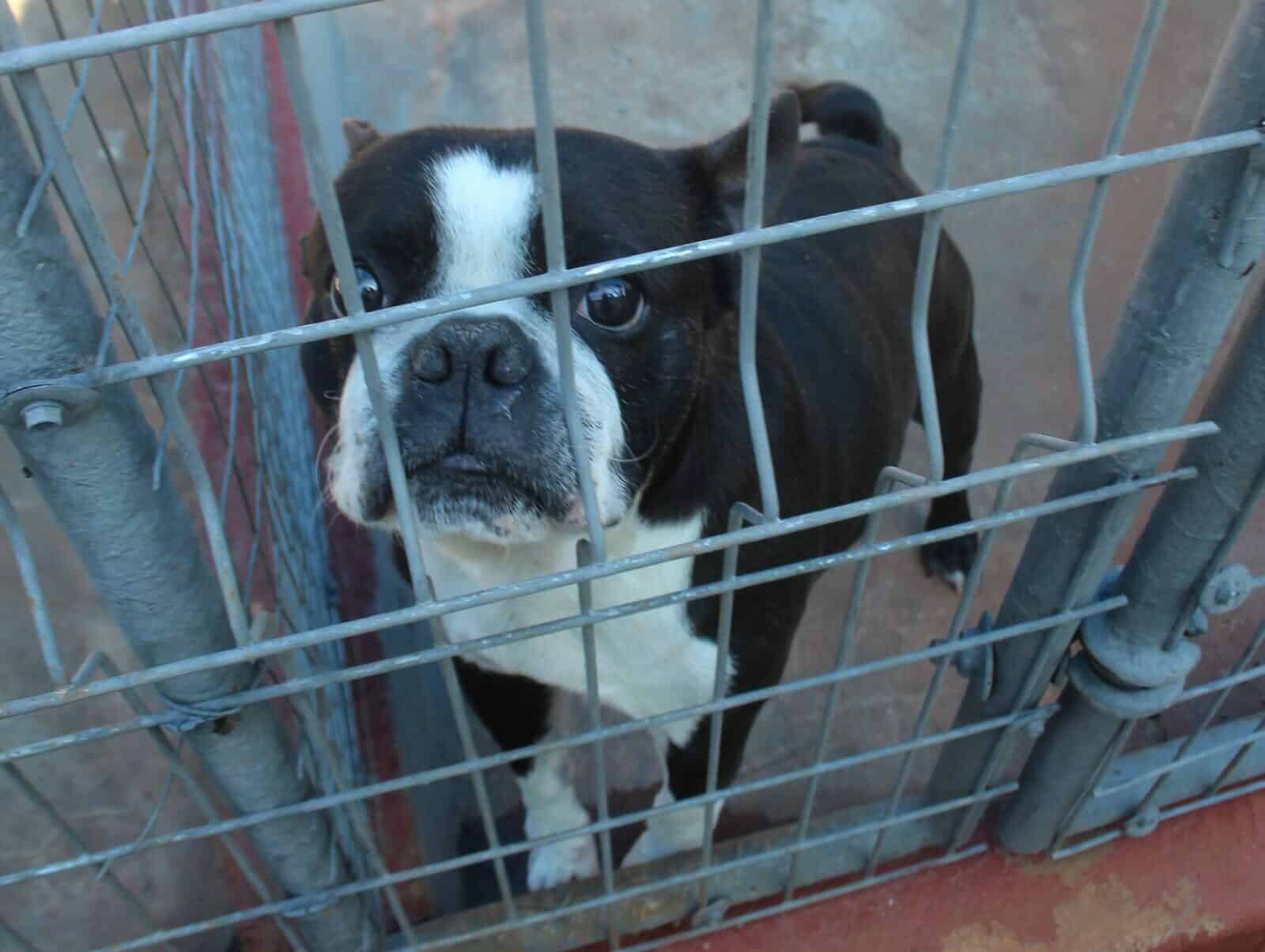 Gee 'n troeteldier 'n tuiste! | Carletonville Herald