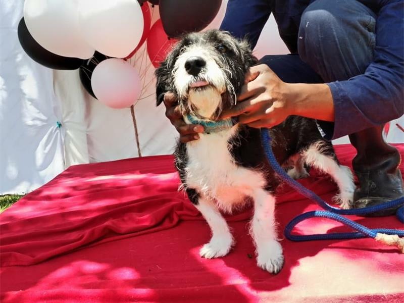 Johannesburg SPCA hosts Valentine’s Day photo shoot for pets | Comaro ...