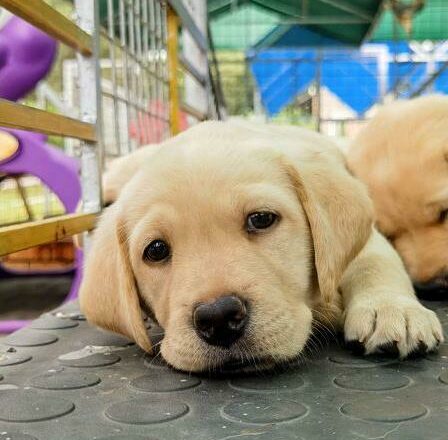 Raise a hero pup with the SA Guide Dogs | Fourways Review