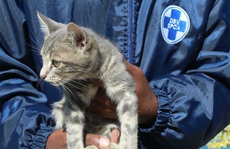 Help Germiston SPCA raise funds for a new vehicle | Germiston City News