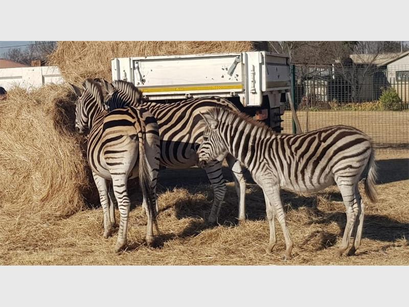 Nigel Wildreservaat spog binnekort met zebra baba | Heidelberg Nigel Heraut