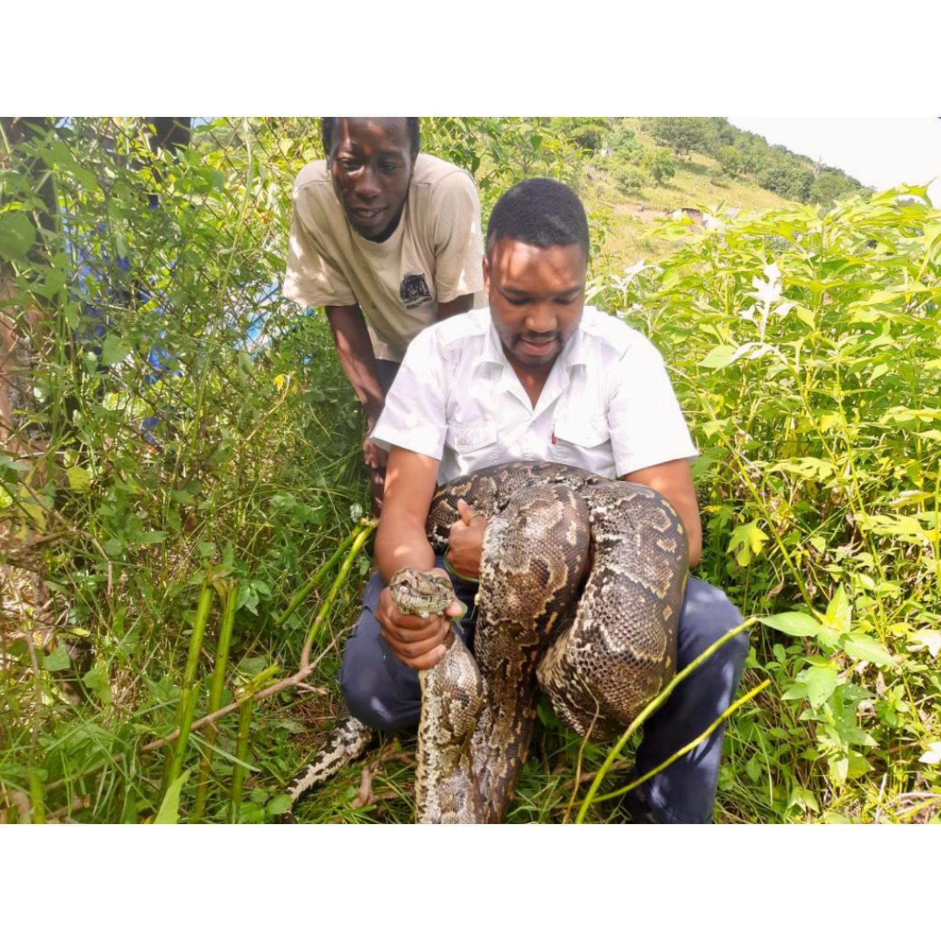 UPDATE: Kloof SCPA releases 3.4m African Rock Python | Highway Mail
