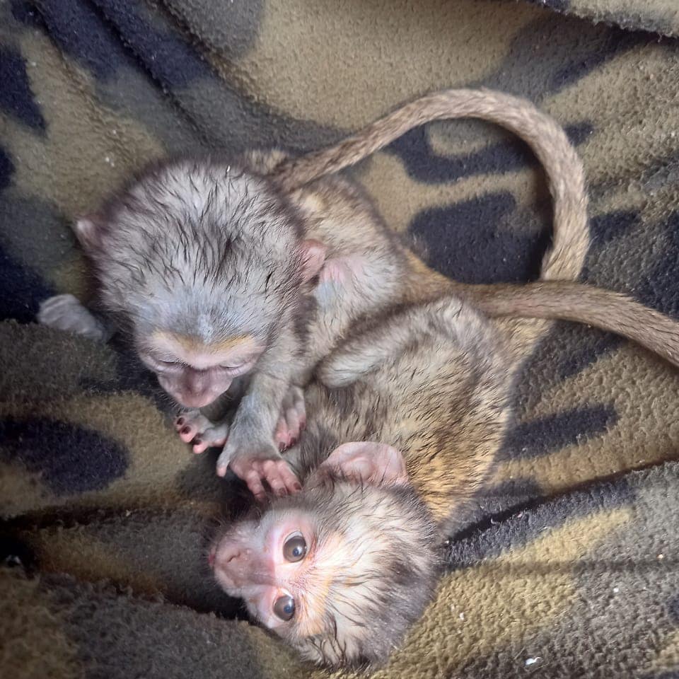 Monkey baby season in full swing, CROW needs your help | Highway Mail