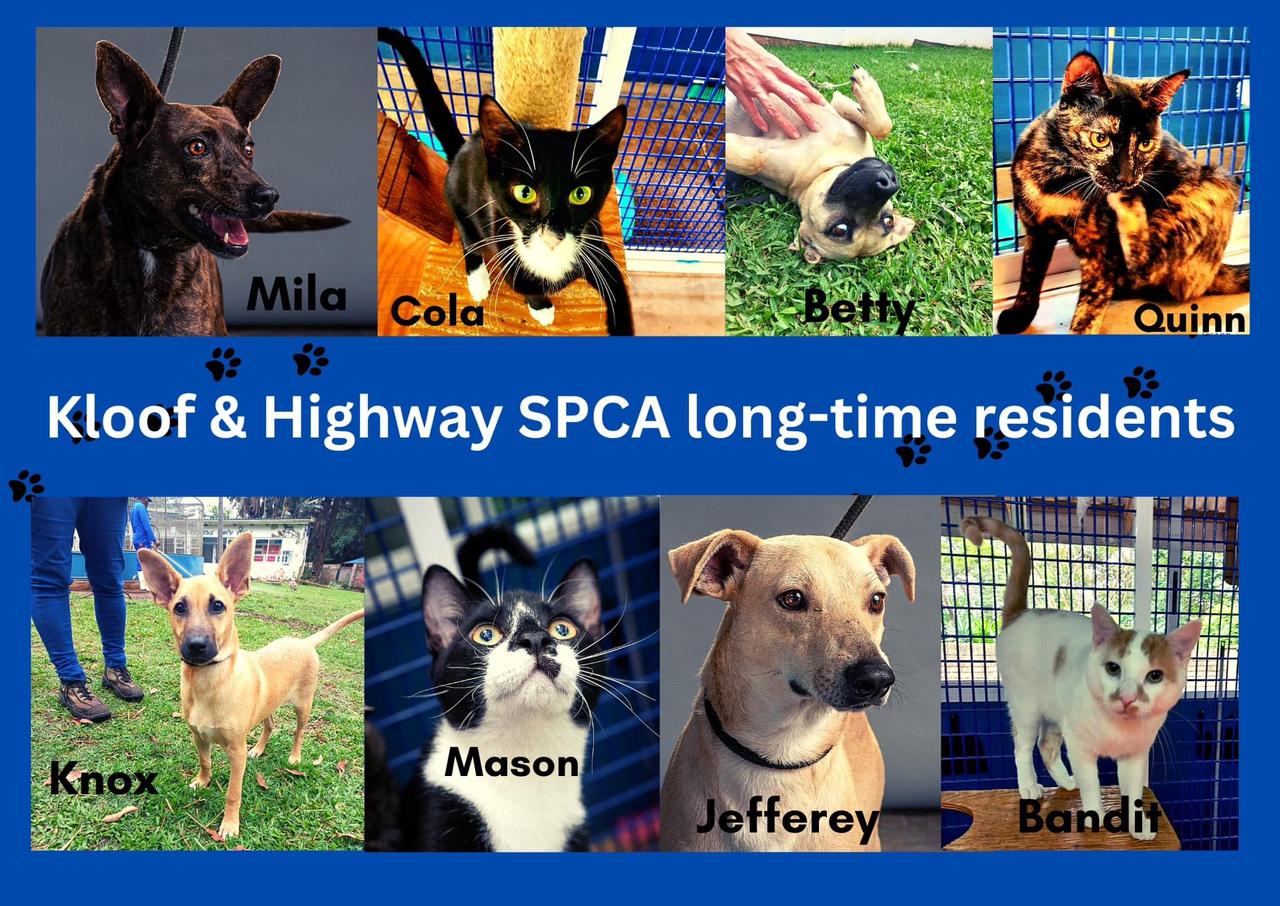 Help Kloof and Highway SPCA residents find their forever homes ...