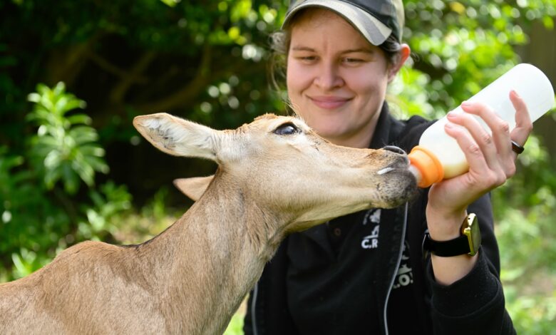 Centre for Rehabilitation of Wildlife appeals to the public for support ...