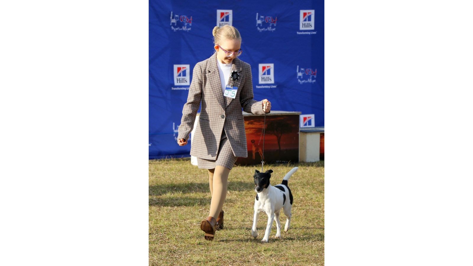 Dog community revives prestigious dog show after seven years | Highway Mail