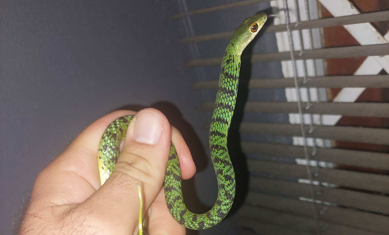 Snake catcher helps identify bush snakes as they are still out and ...