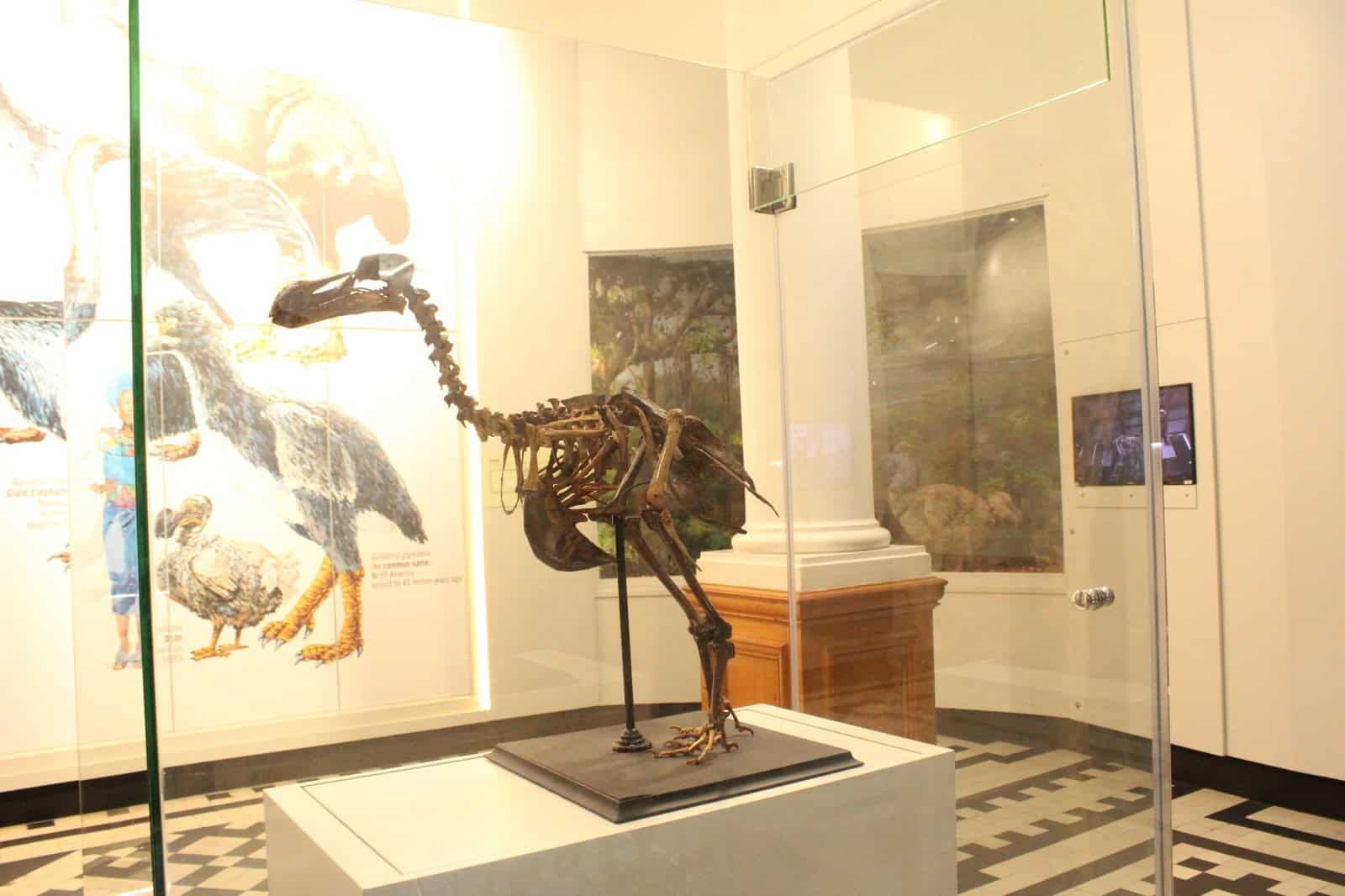 Watch: Discover the wonders of the Durban Natural Science Museum ...