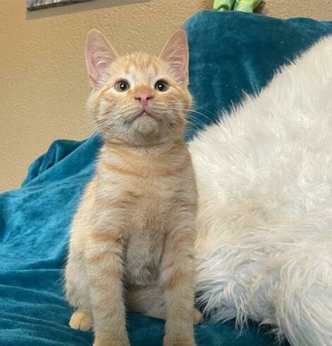 Cats and kittens looking for purr-fect homes | Kempton Express