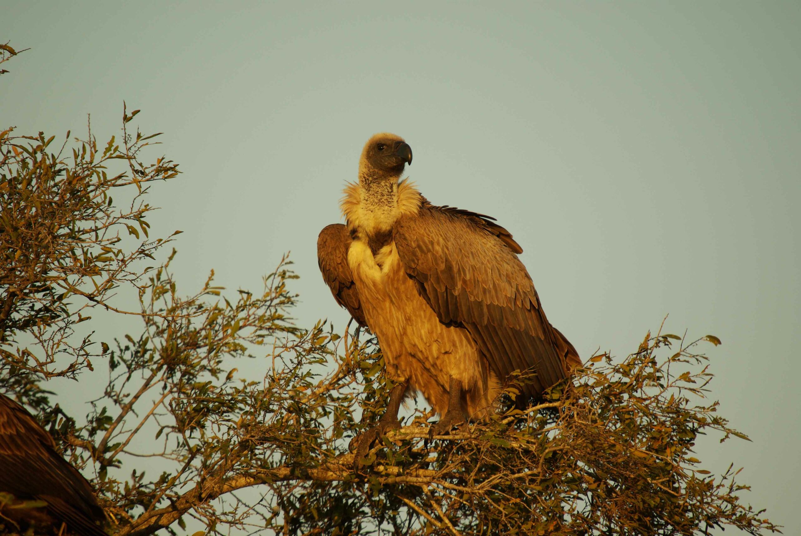 Vultures species under threat in the Kruger National Park | Letaba Herald