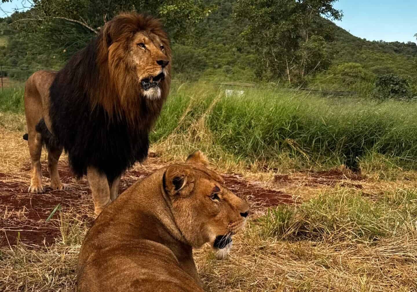Lions rescued from illegal trade find sanctuary | Herald