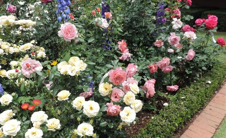 Unforgettable autumn roses - Lowvelder