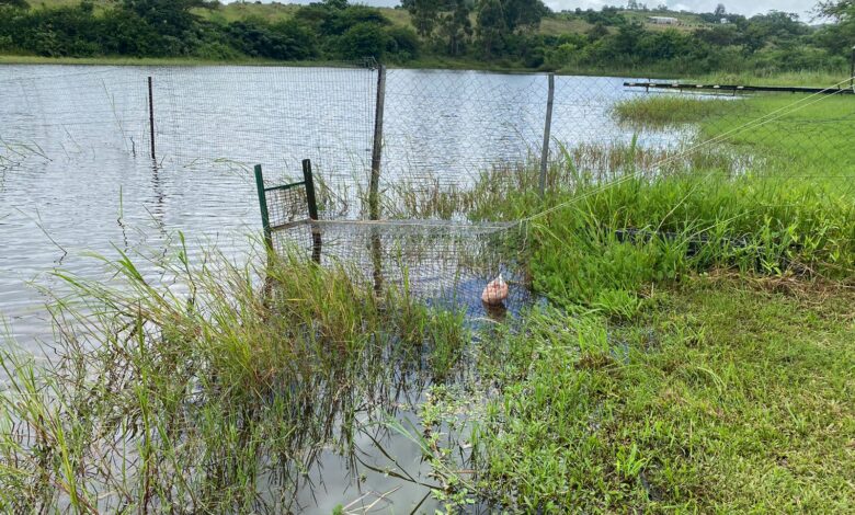 Croc spotted in Primkop Dam | Lowvelder