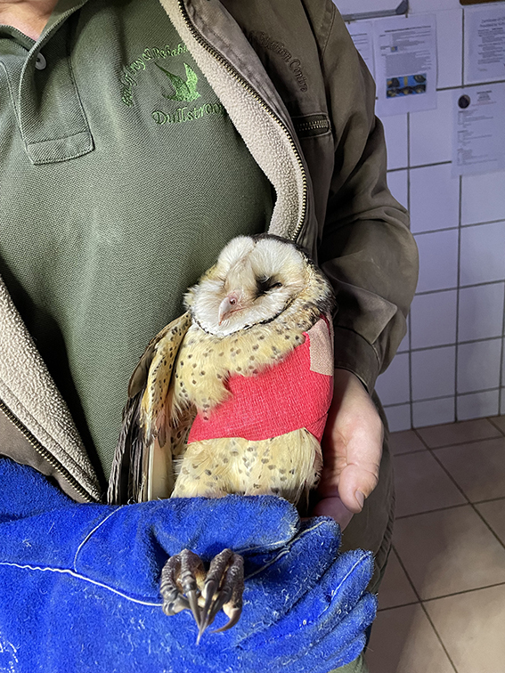 Target shooting of owl shocks community | Lowvelder