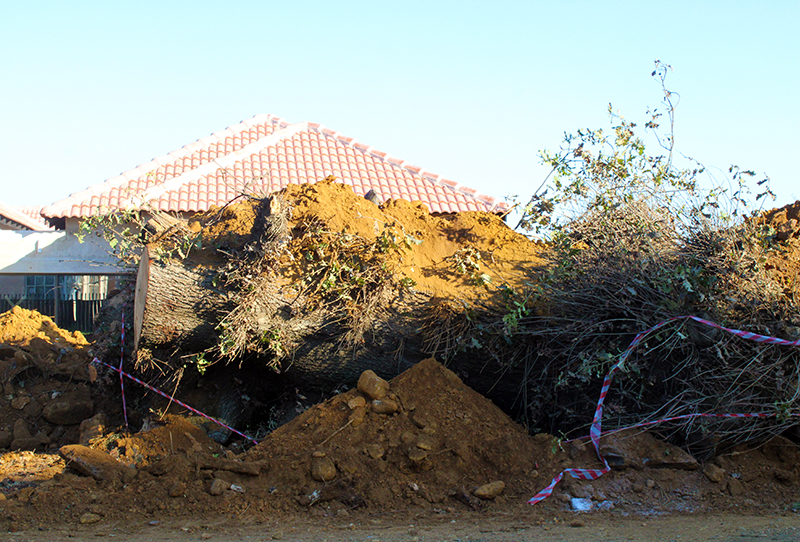 Boom van 132 jaar afgekap | Lowvelder