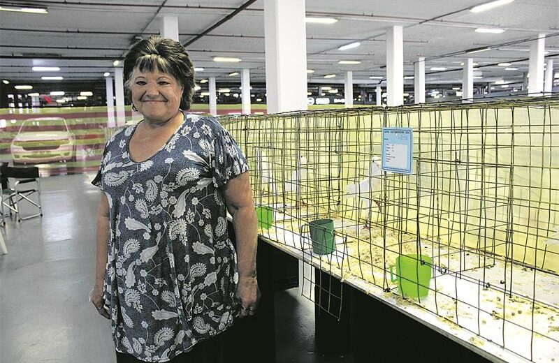 Voëls van verskillende vere pronk by i'langa Mall vir sierduifskou ...