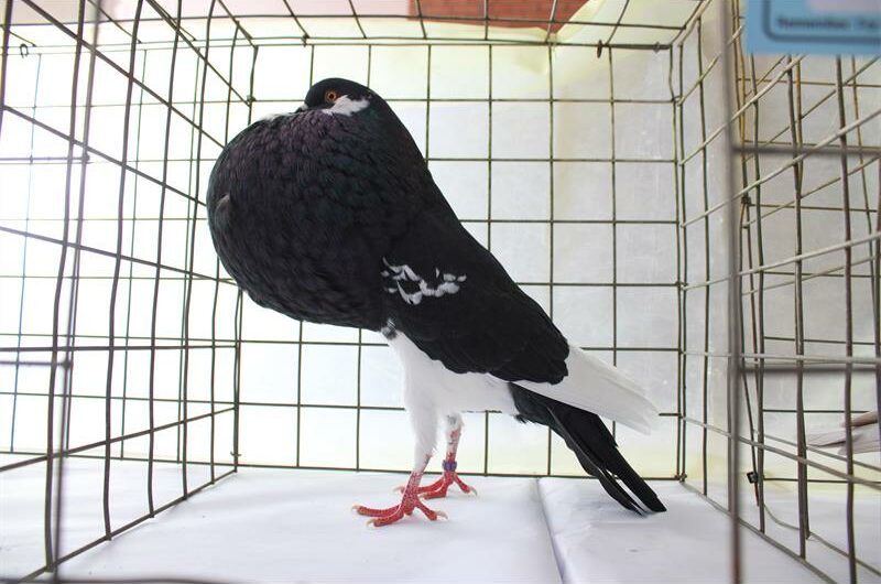 Voëls van verskillende vere pronk by i'langa Mall vir sierduifskou ...