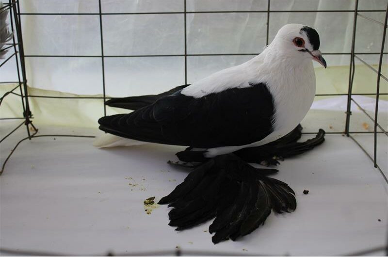 Voëls van verskillende vere pronk by i'langa Mall vir sierduifskou ...