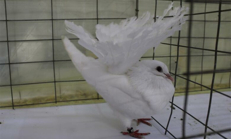 Voëls van verskillende vere pronk by i'langa Mall vir sierduifskou ...