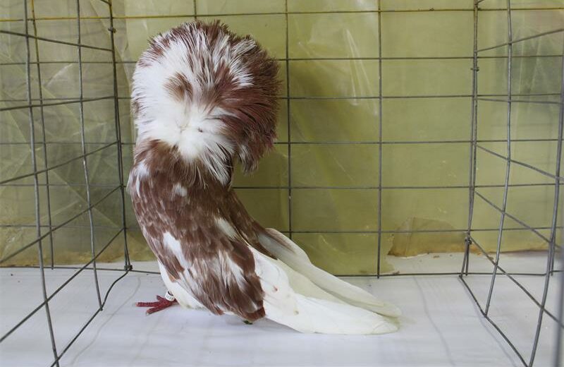 Voëls van verskillende vere pronk by i'langa Mall vir sierduifskou ...