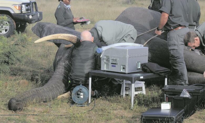 Kruger elephants are tested for human-strain tuberculosis | Lowvelder