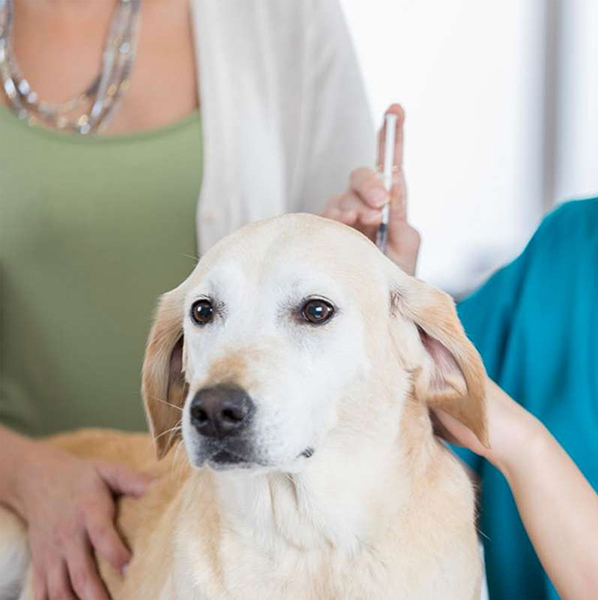 Free rabies injections for cats and dogs | Lowvelder