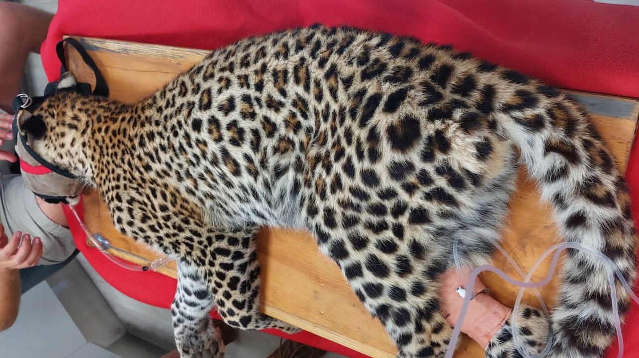 Emergency root canal treatment in White River saves leopard | Lowvelder