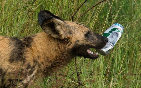 Schoolkids and rangers combat litter in Skukuza | Lowvelder