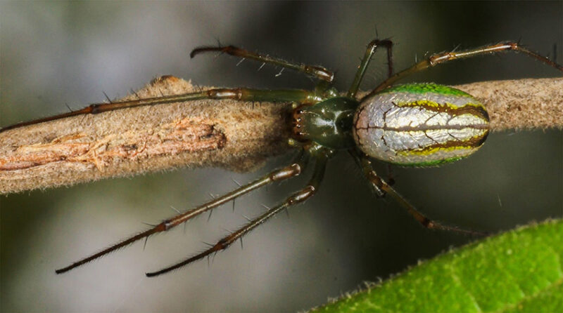 A treasure chest of spiders at Sterkspruit Nature Reserve | Lowvelder