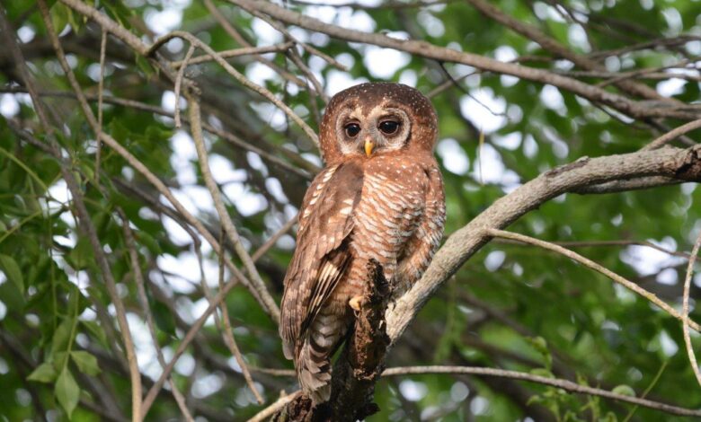 BirdLife SA's Birding Big Day a soaring success | Lowvelder